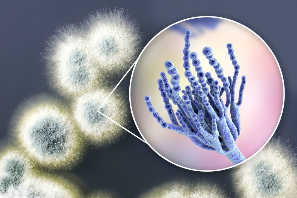 Five Indoor Molds that Cause Mold Illness at Home and Work (And What to ...