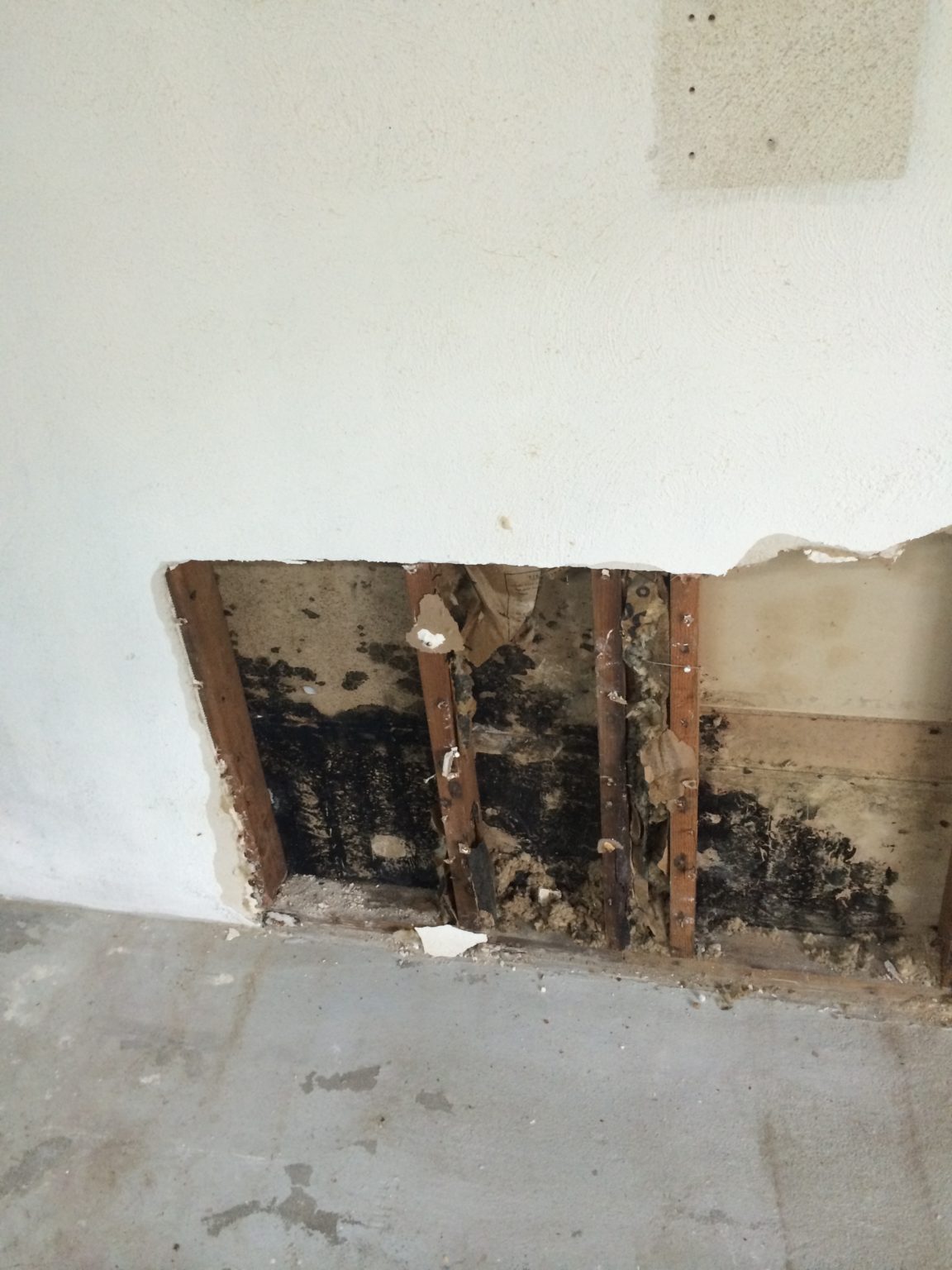 Stachybotrys Mold and Your Health | Indoor Doctor