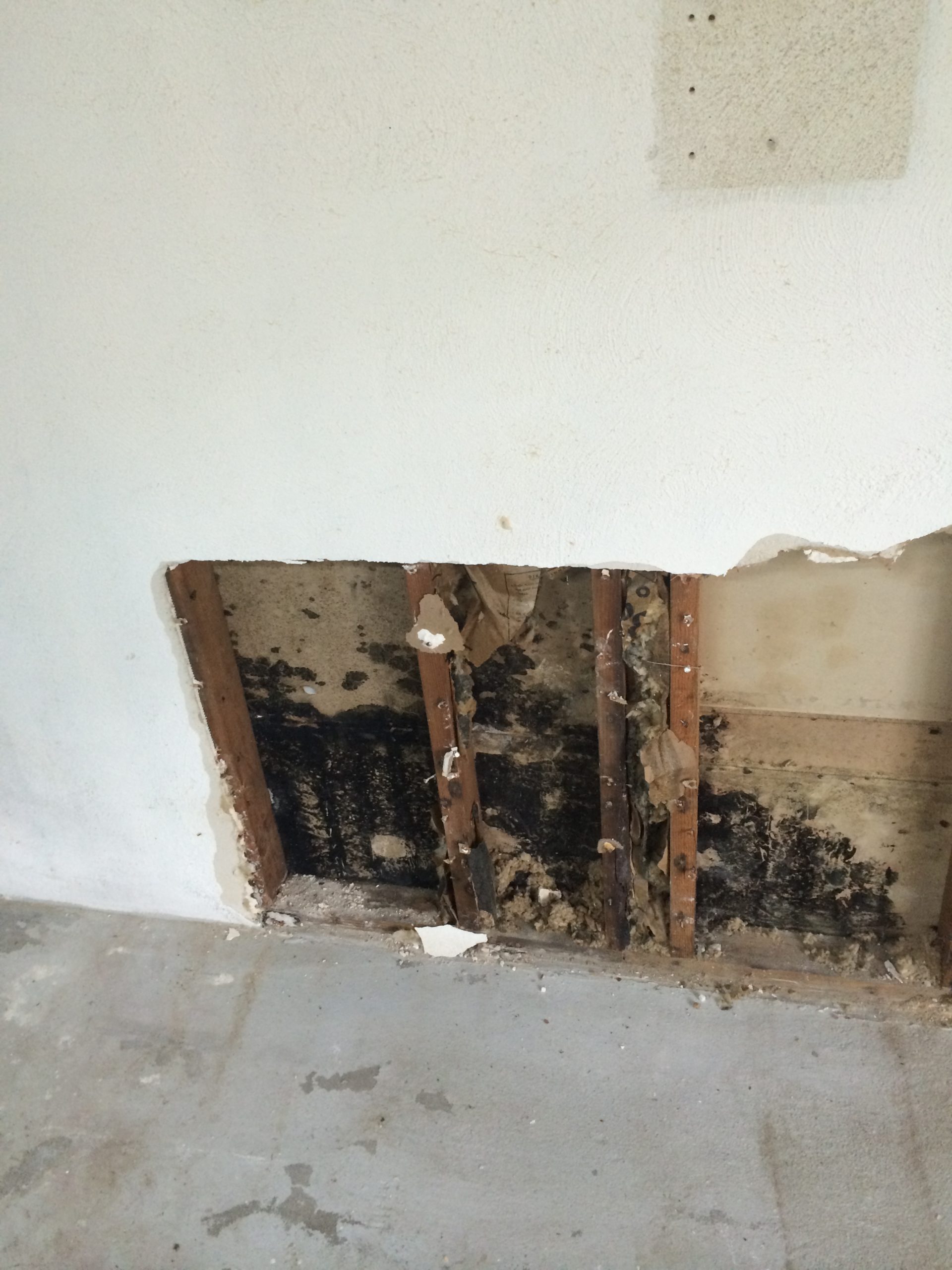 Stachybotrys Mold and Your Health | Indoor Doctor