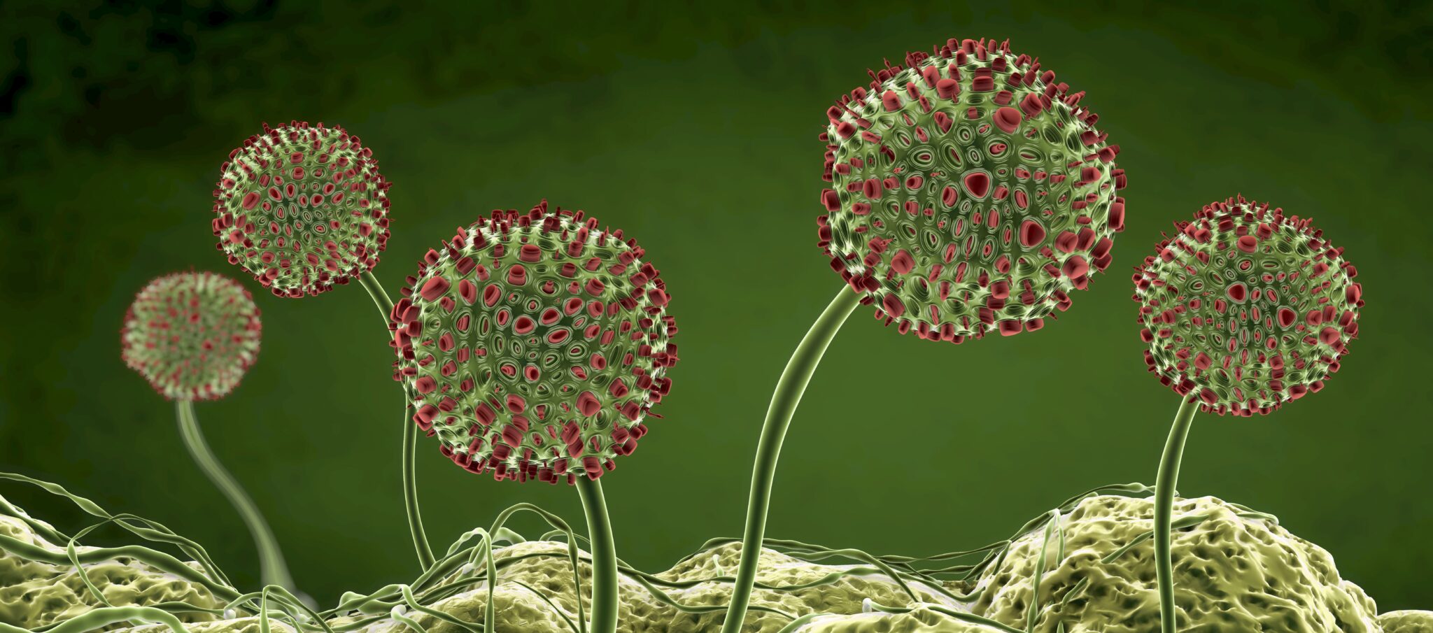 Cladosporium: Understanding This Common Mold, Its Symptoms, and the ...