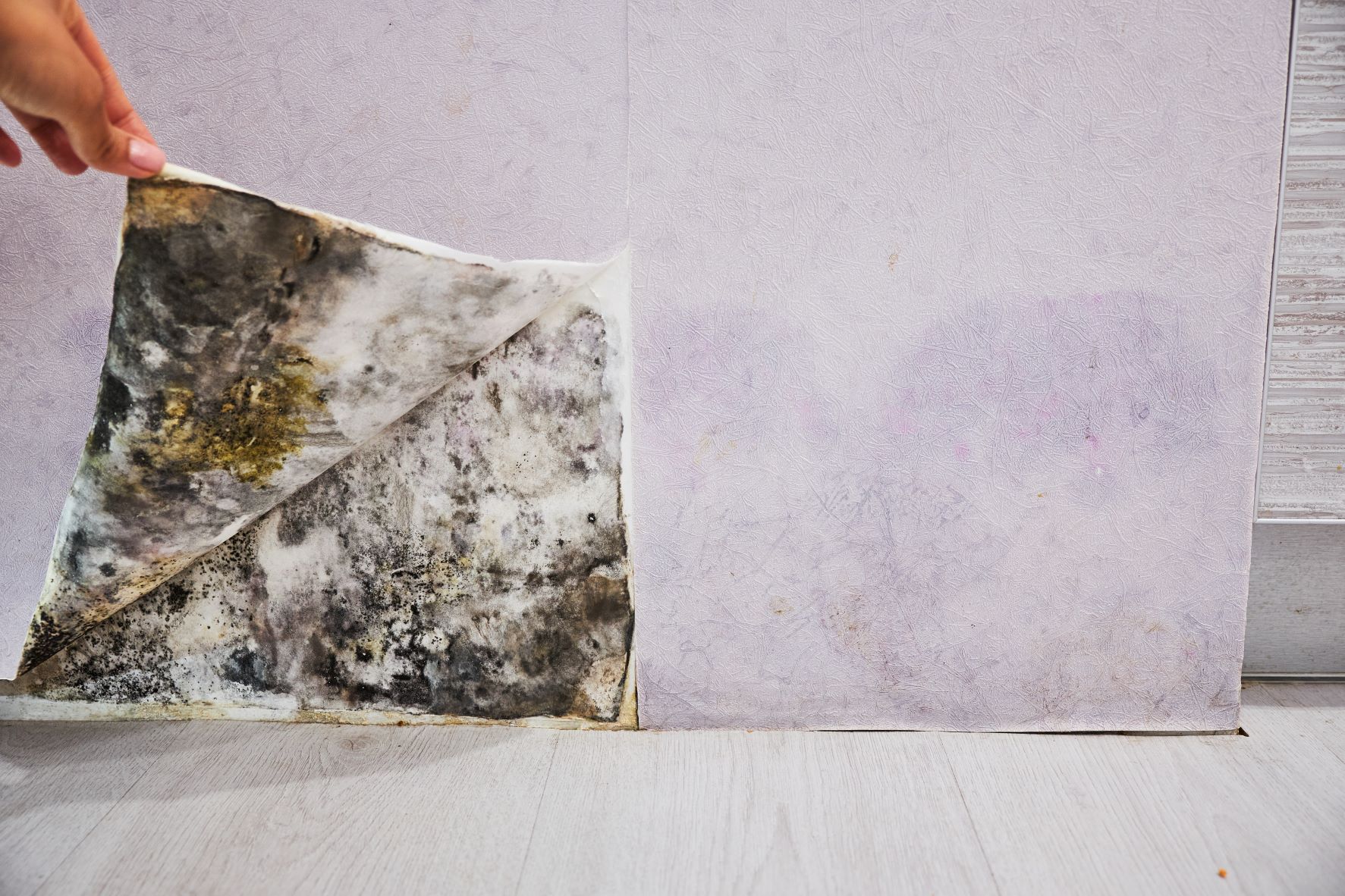 Residential Mold Testing: What Every Homeowner Should Know | Indoor ...