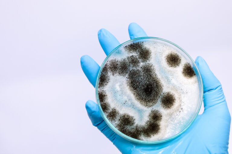 The Hidden Health Risks of Aspergillus Mold: Protect Your Home and ...