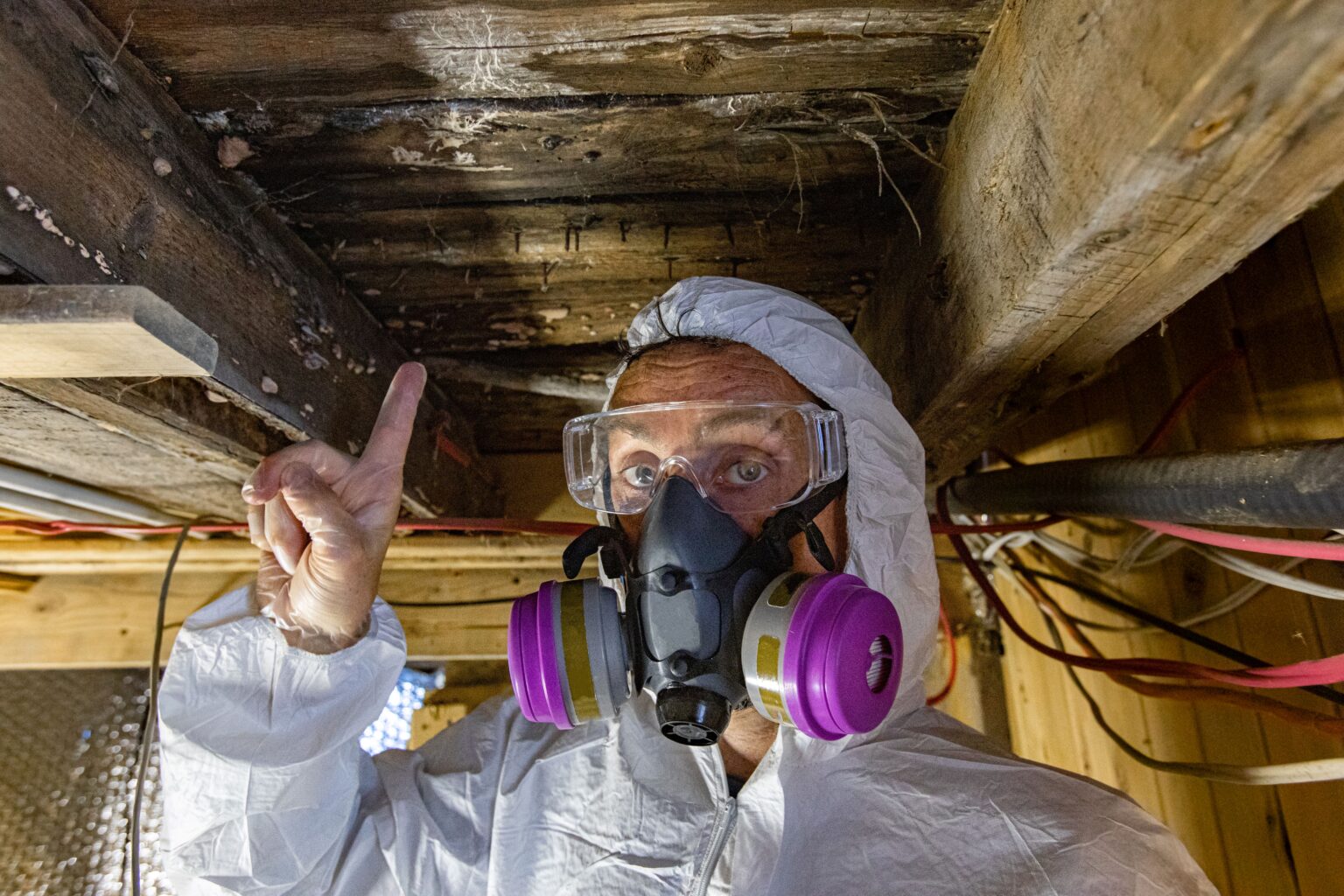 The Hidden Health Risks of Aspergillus Mold: Protect Your Home and ...