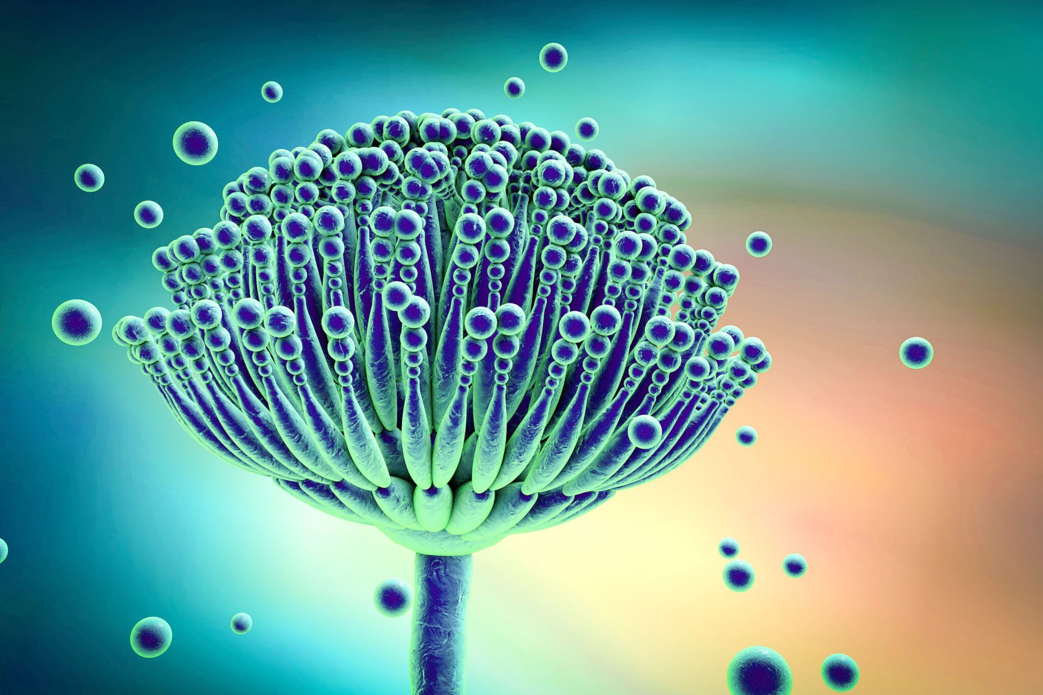 Understanding Ochratoxins and Ochratoxin A: The Mold Connection ...